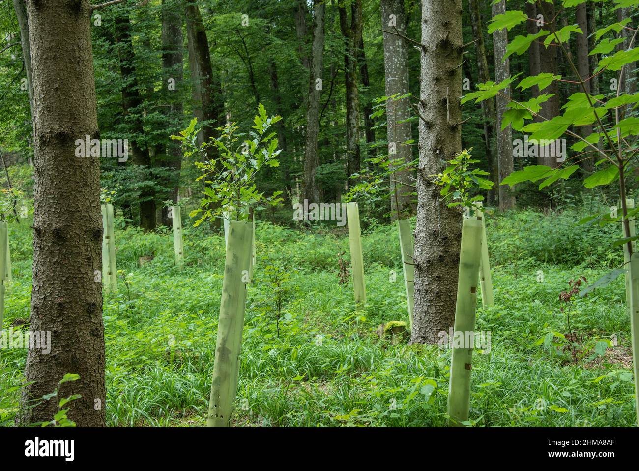 oak seedlings in a forest with plastic tubes around the trunks Stock ...