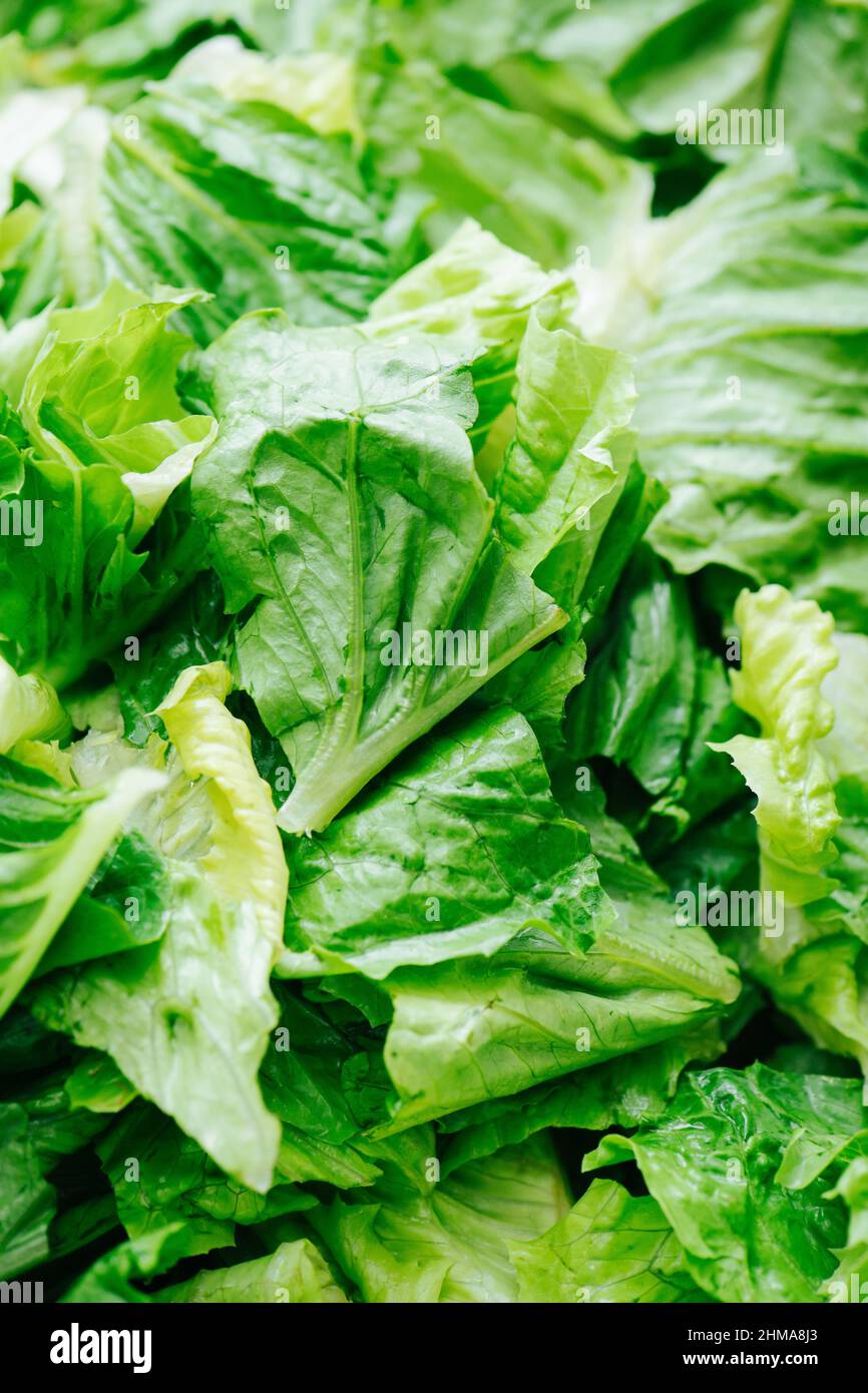 Vertical variant of lettuce chopped in big pieces. Close up Stock Photo ...