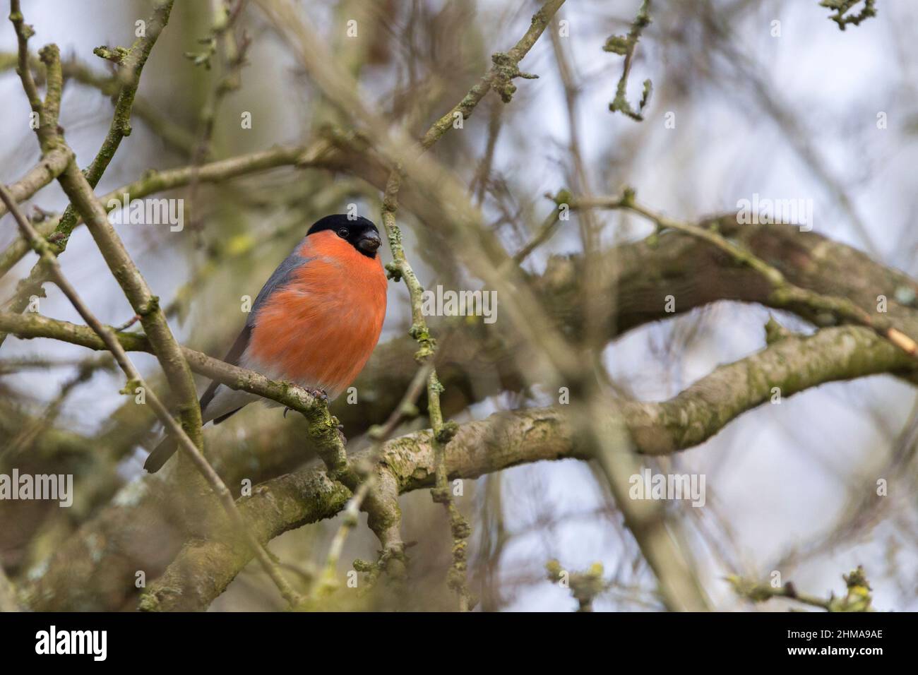 Bullfinch (Pyrrhula pyrrhula) male spring plumage black head wings and ...
