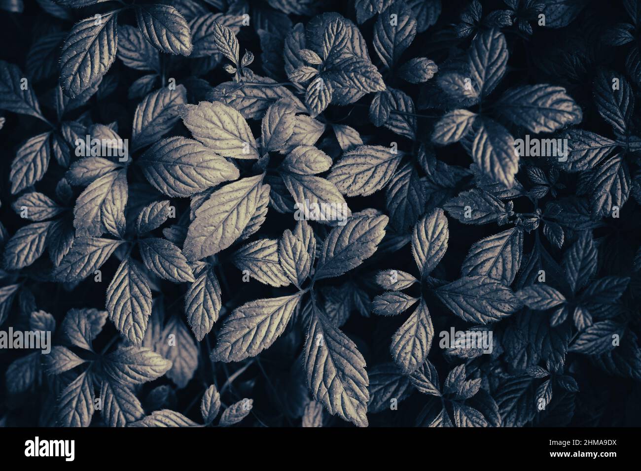 Lush dark leaves pattern background, natural rainforest backdrop Stock ...