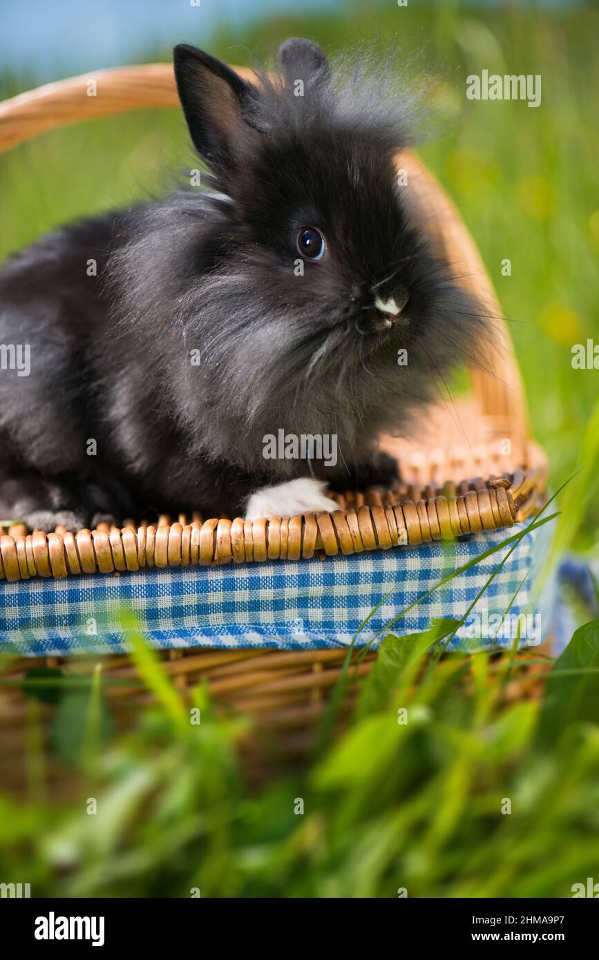 Cute dwarf rabbit with basket in a meadow Stock Photo - Alamy