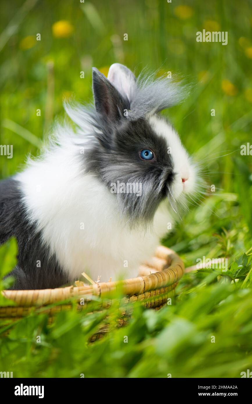 Cute dwarf rabbit in a meadow Stock Photo - Alamy