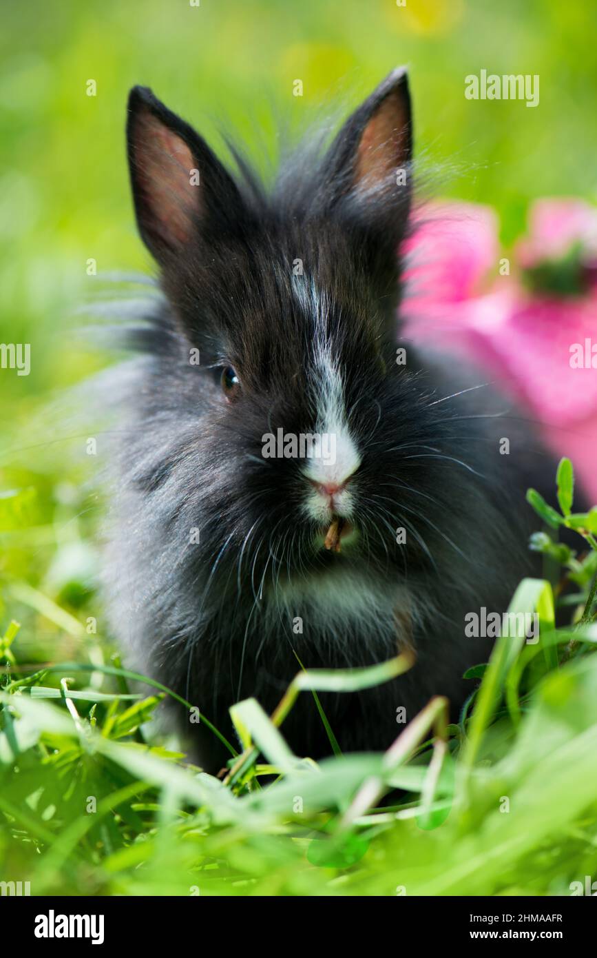Cute dwarf rabbit in a meadow Stock Photo - Alamy