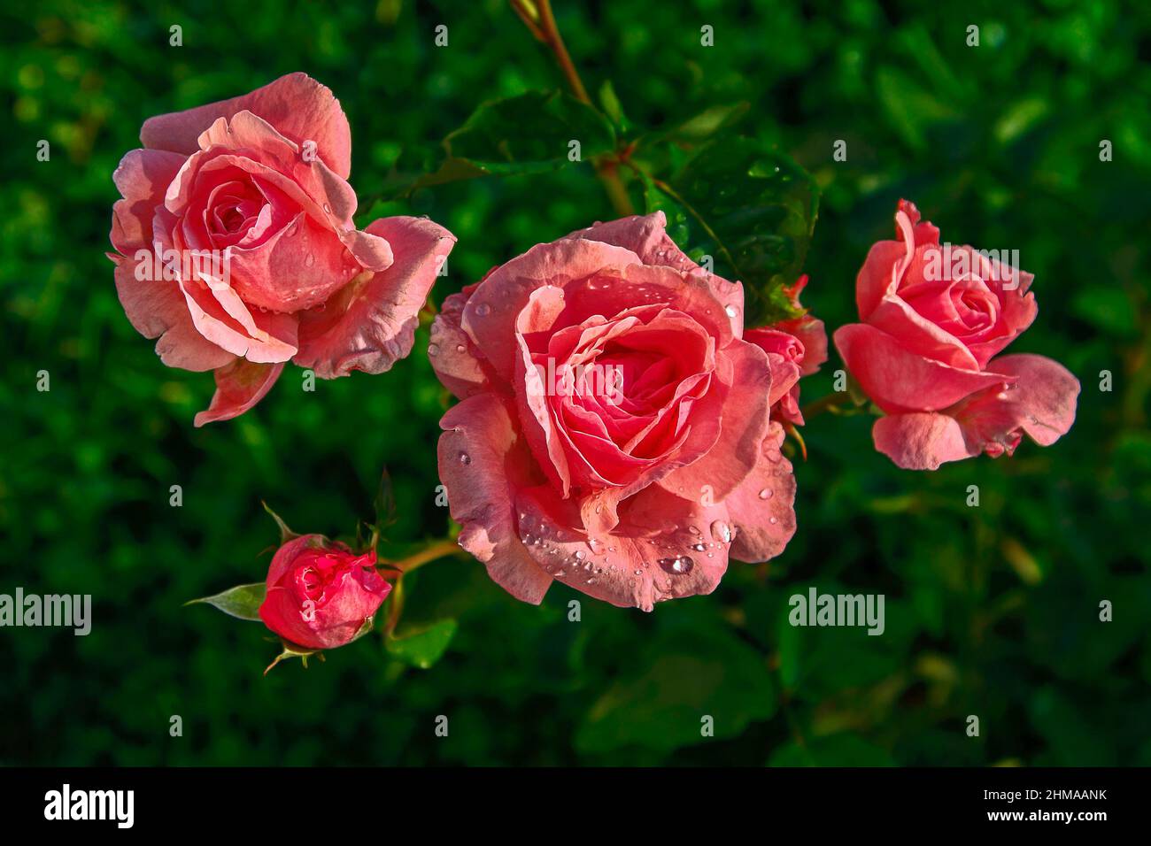 4 deep pink roses hi-res stock photography and images - Alamy