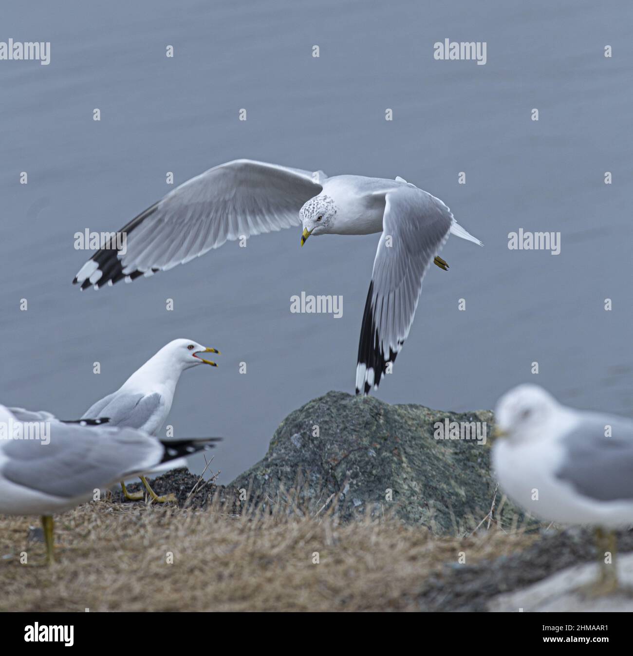 Seagulls lakeshore animal wildlife hi-res stock photography and images ...