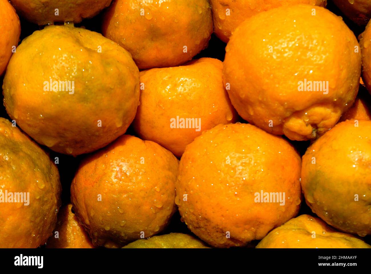 Deolali, Maharashtra, India- Asia, Feb,-2009 : Common name Orange LATIN ...