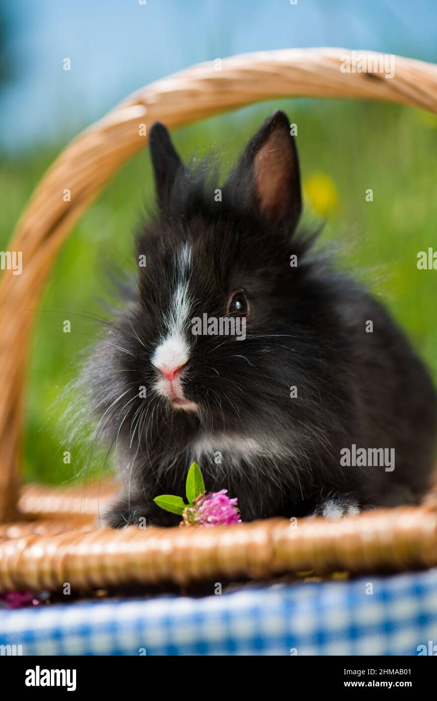 Cute dwarf rabbit in a meadow Stock Photo - Alamy