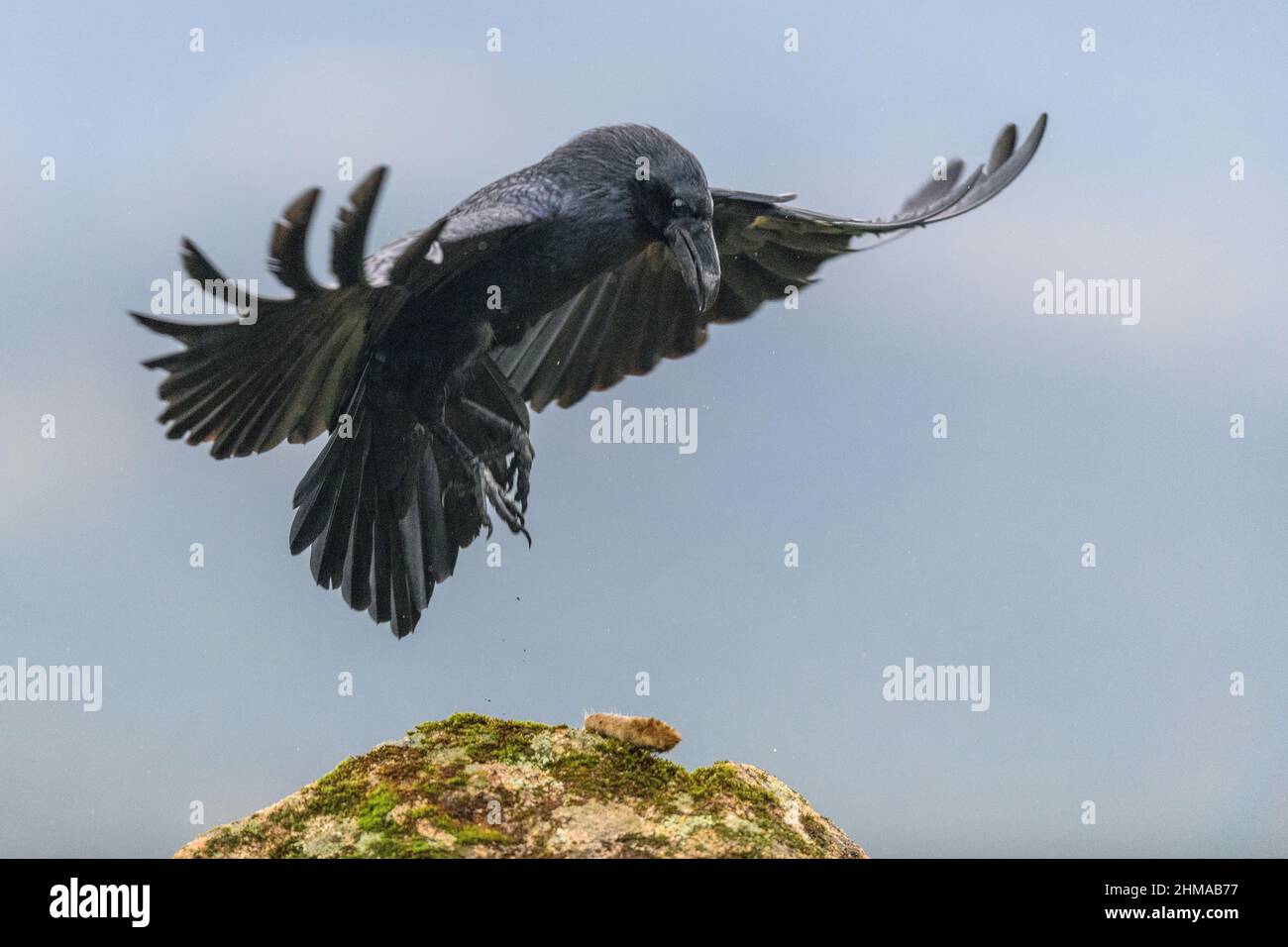 Crow landing hi-res stock photography and images - Alamy