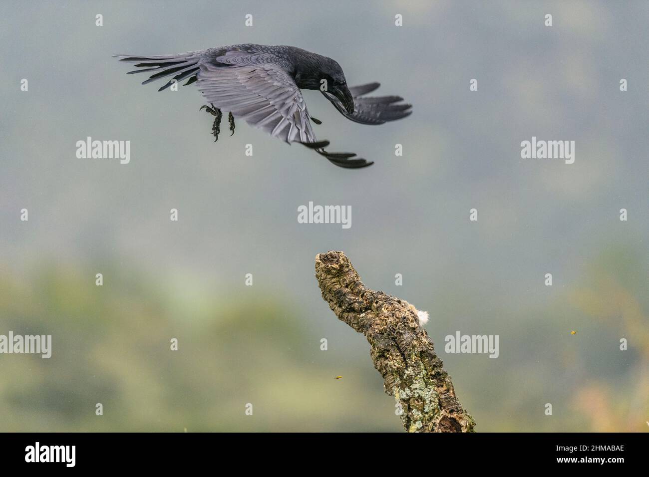 Crow landing hi-res stock photography and images - Alamy