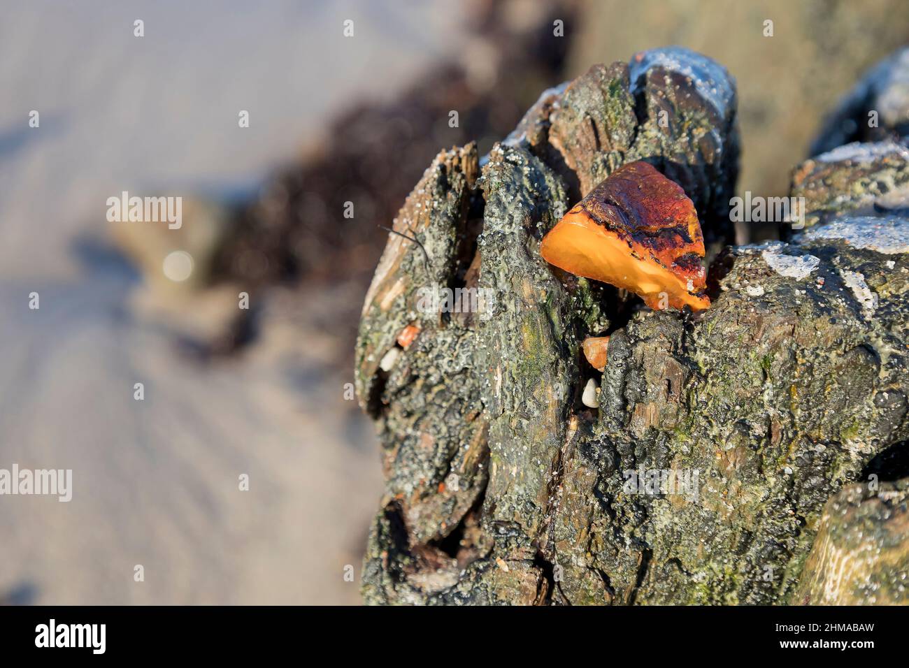 Amber beauty tree hi-res stock photography and images - Alamy