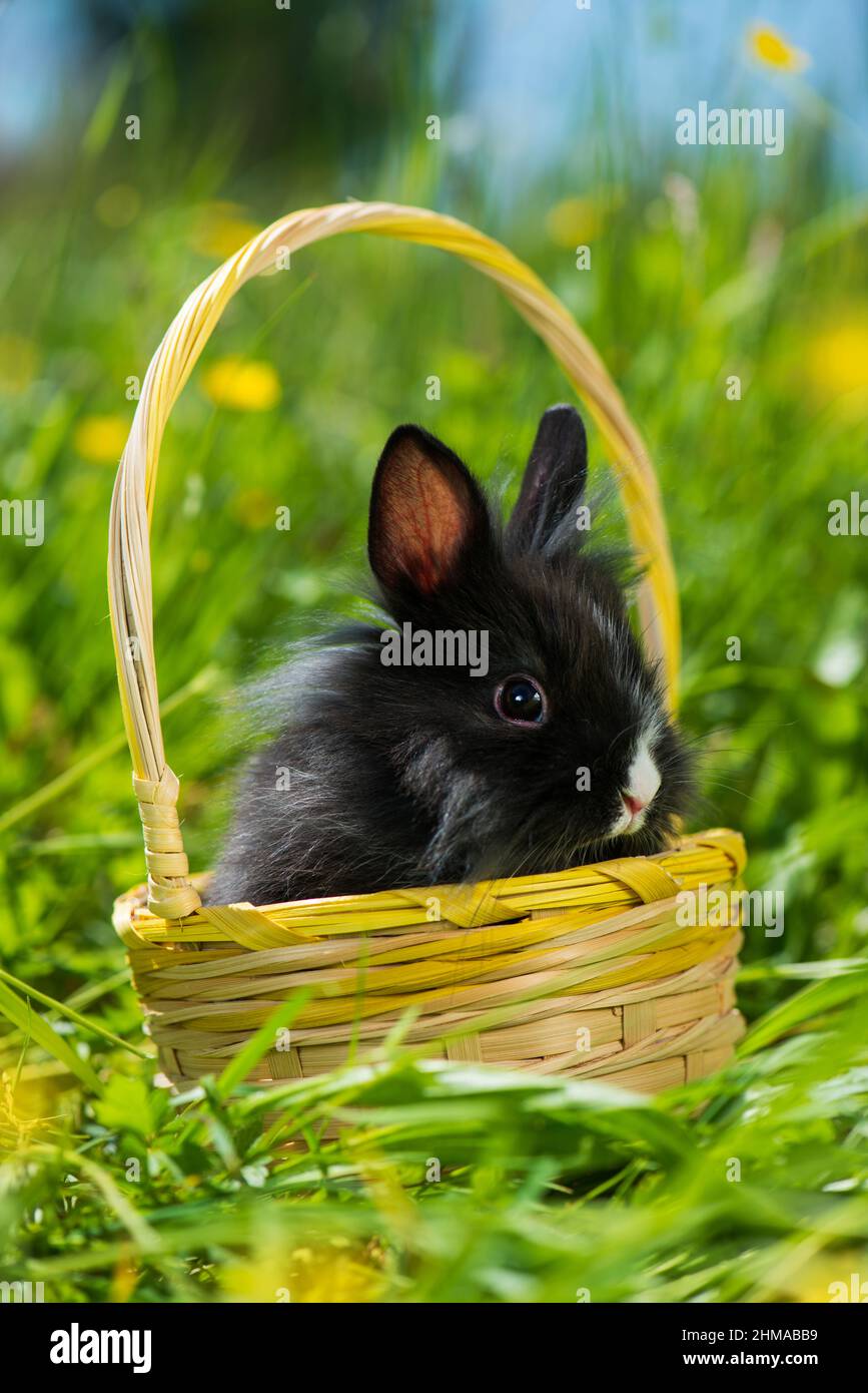 Cute dwarf rabbit in a basket Stock Photo - Alamy