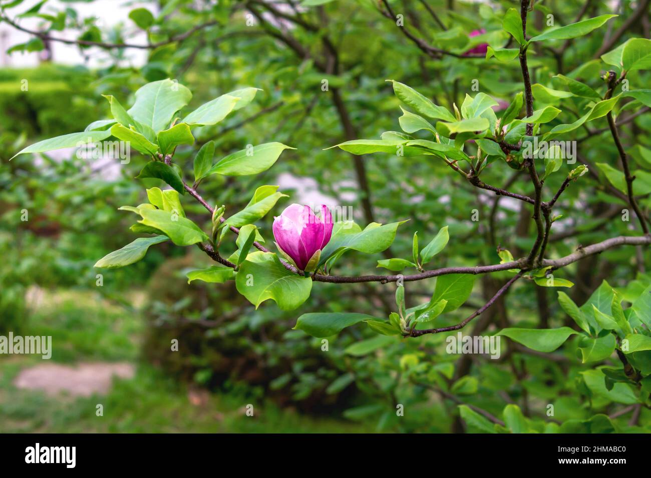 Magnolia soulangeana rustica rubra hi-res stock photography and images ...