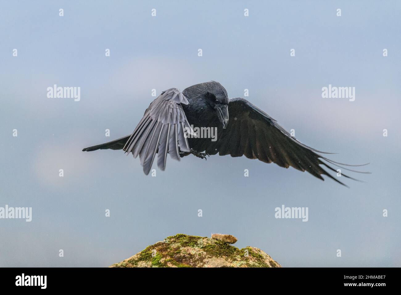 Crow landing hi-res stock photography and images - Alamy