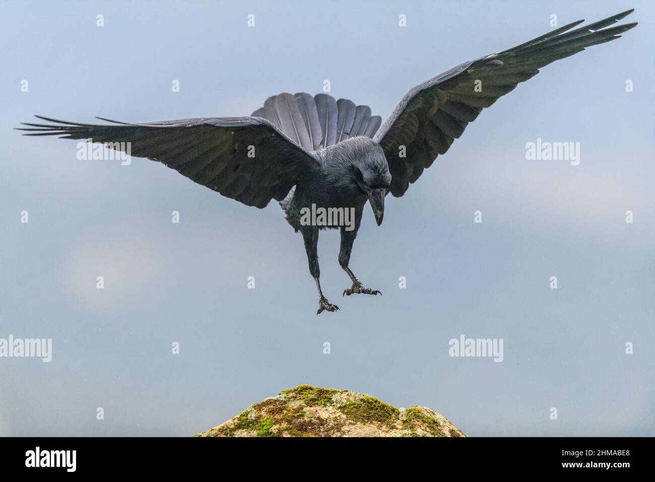 Crow landing hi-res stock photography and images - Alamy