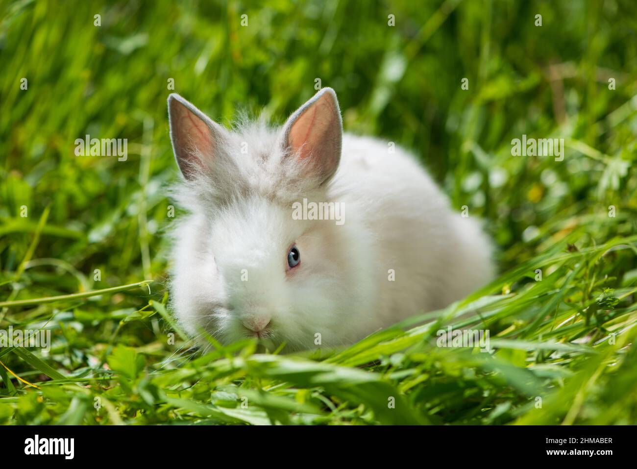 Cute dwarf rabbit in a meadow Stock Photo - Alamy