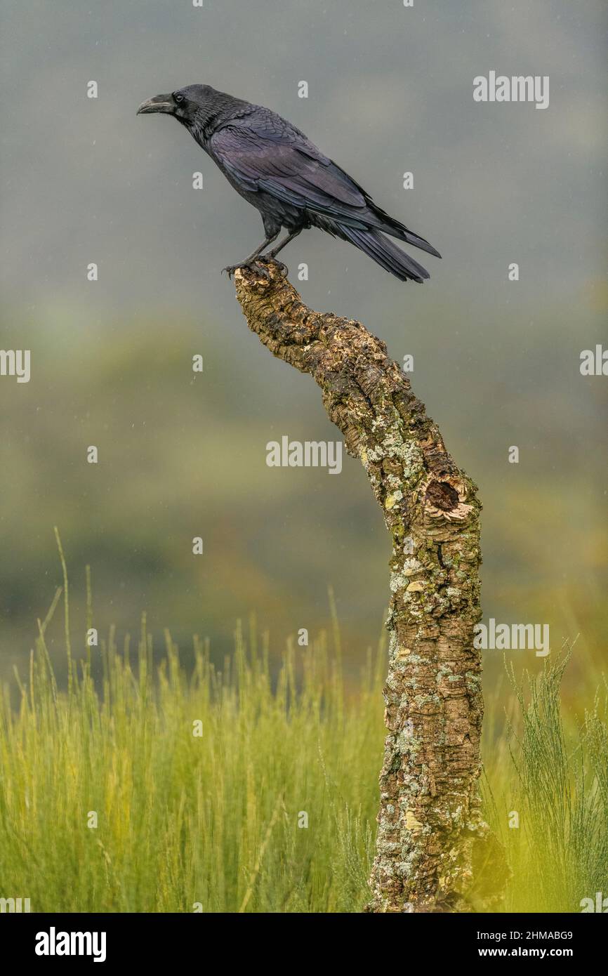 Crow landing hi-res stock photography and images - Alamy