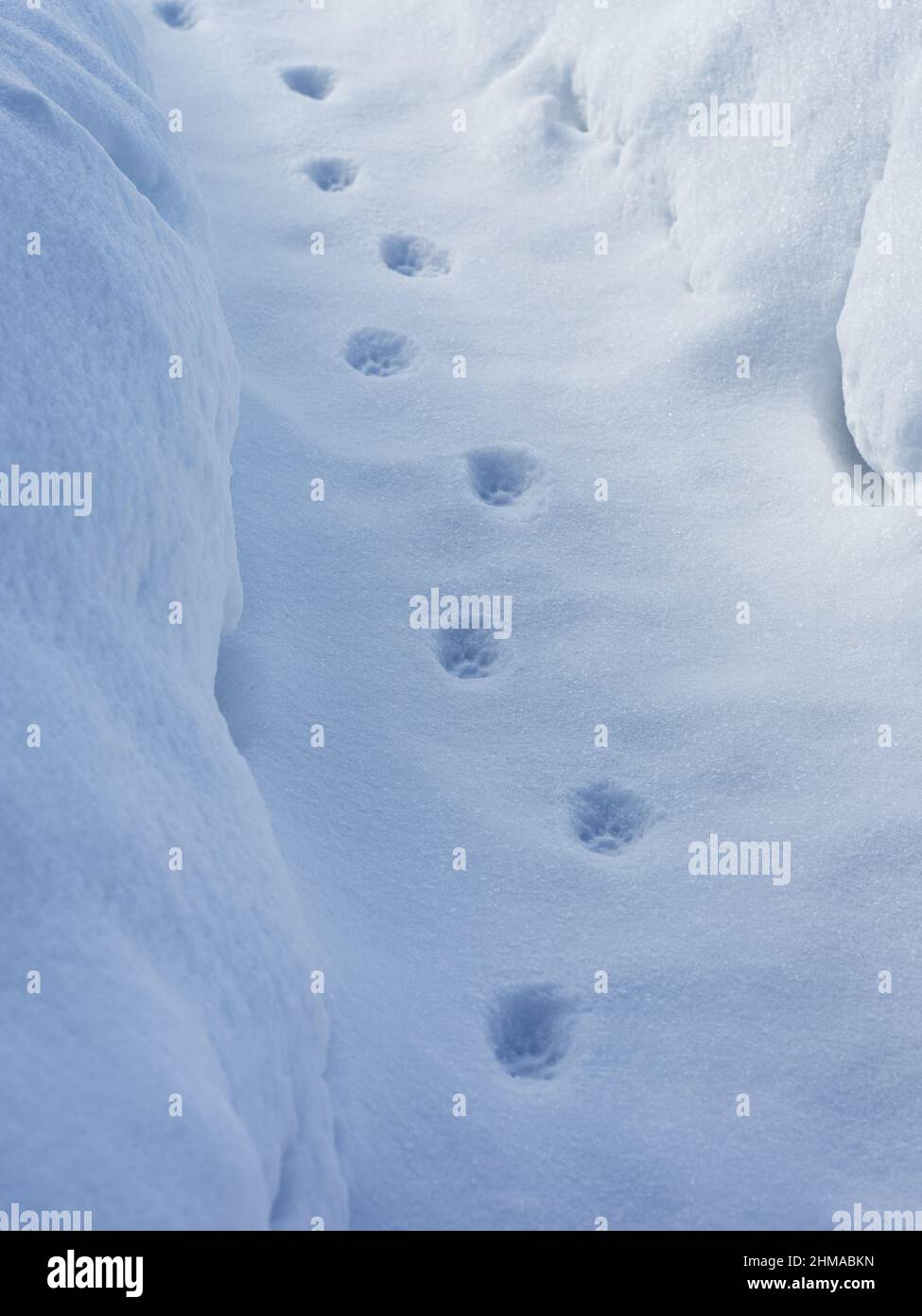 Cat footsteps on a snowy path Stock Photo - Alamy