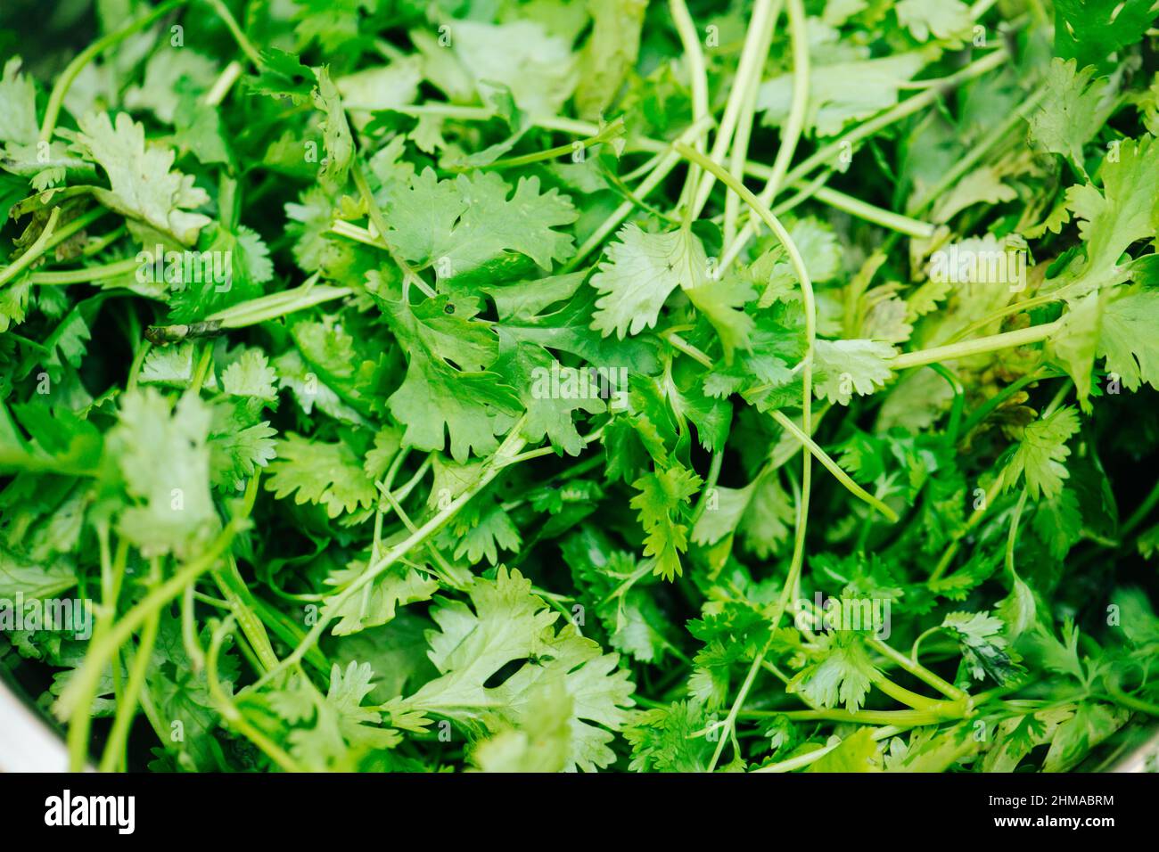 Green stalks of parsley hi-res stock photography and images - Alamy