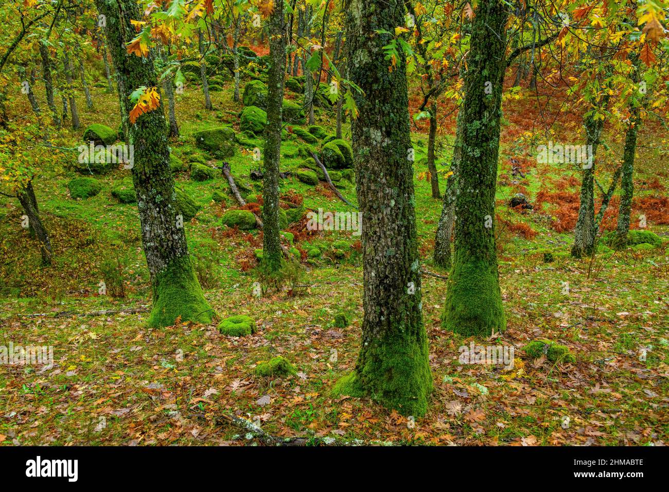Deep moss hi-res stock photography and images - Alamy
