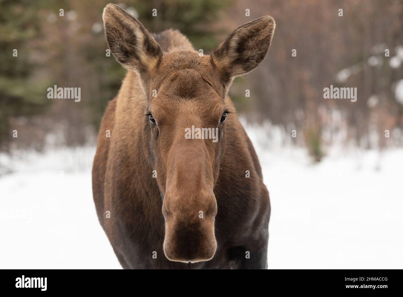 Adult female moose looking at camera in Alaska Stock Photo - Alamy