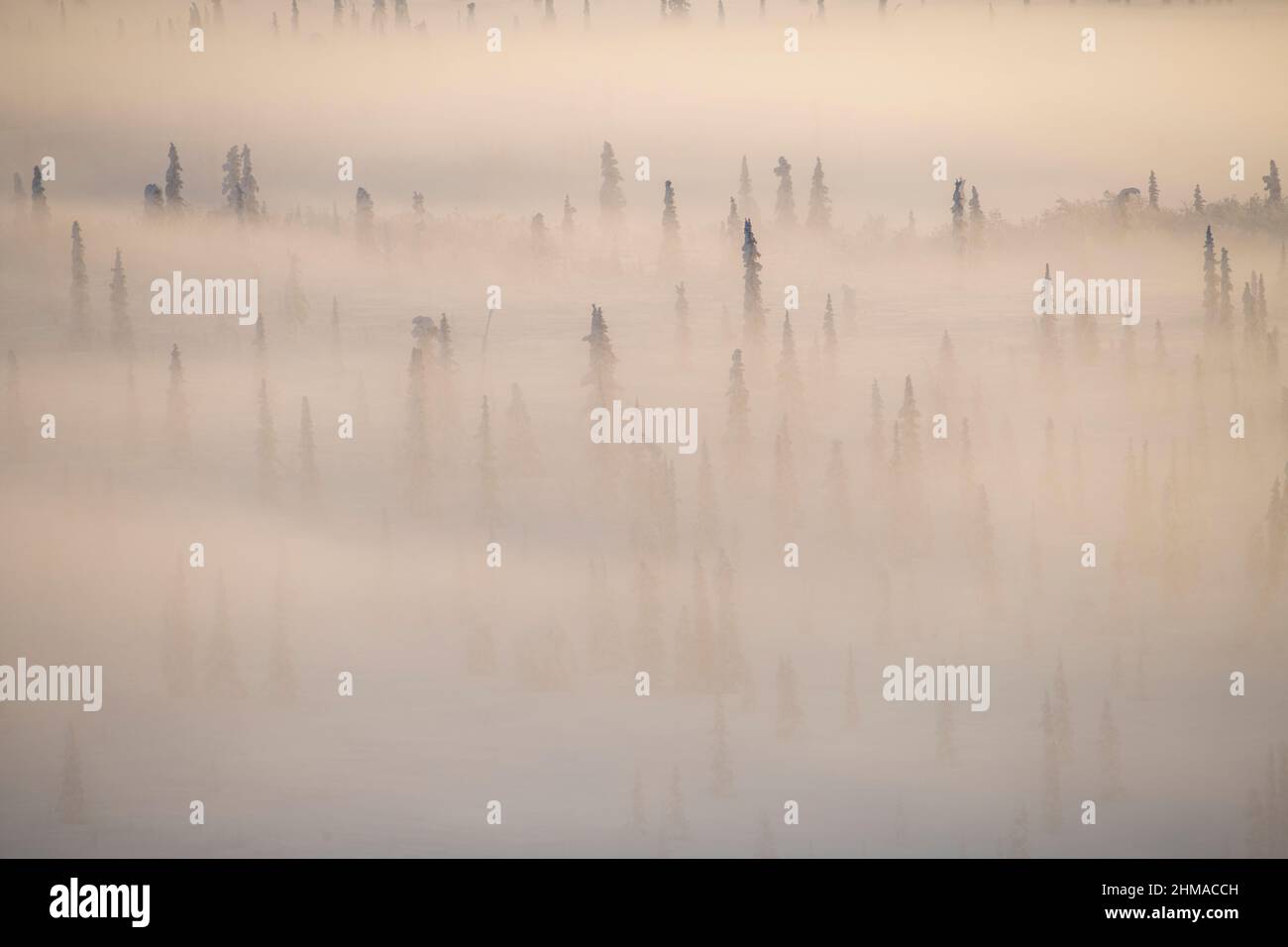 Foggy Alaska landscape with only tops of the trees showing Stock Photo ...