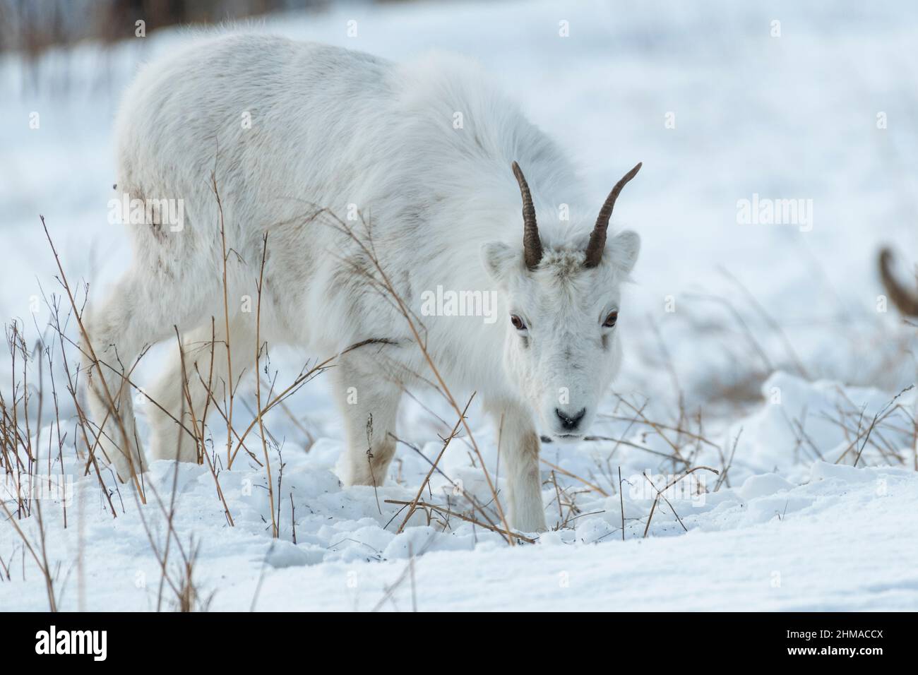 Male dall sheep hi-res stock photography and images - Alamy