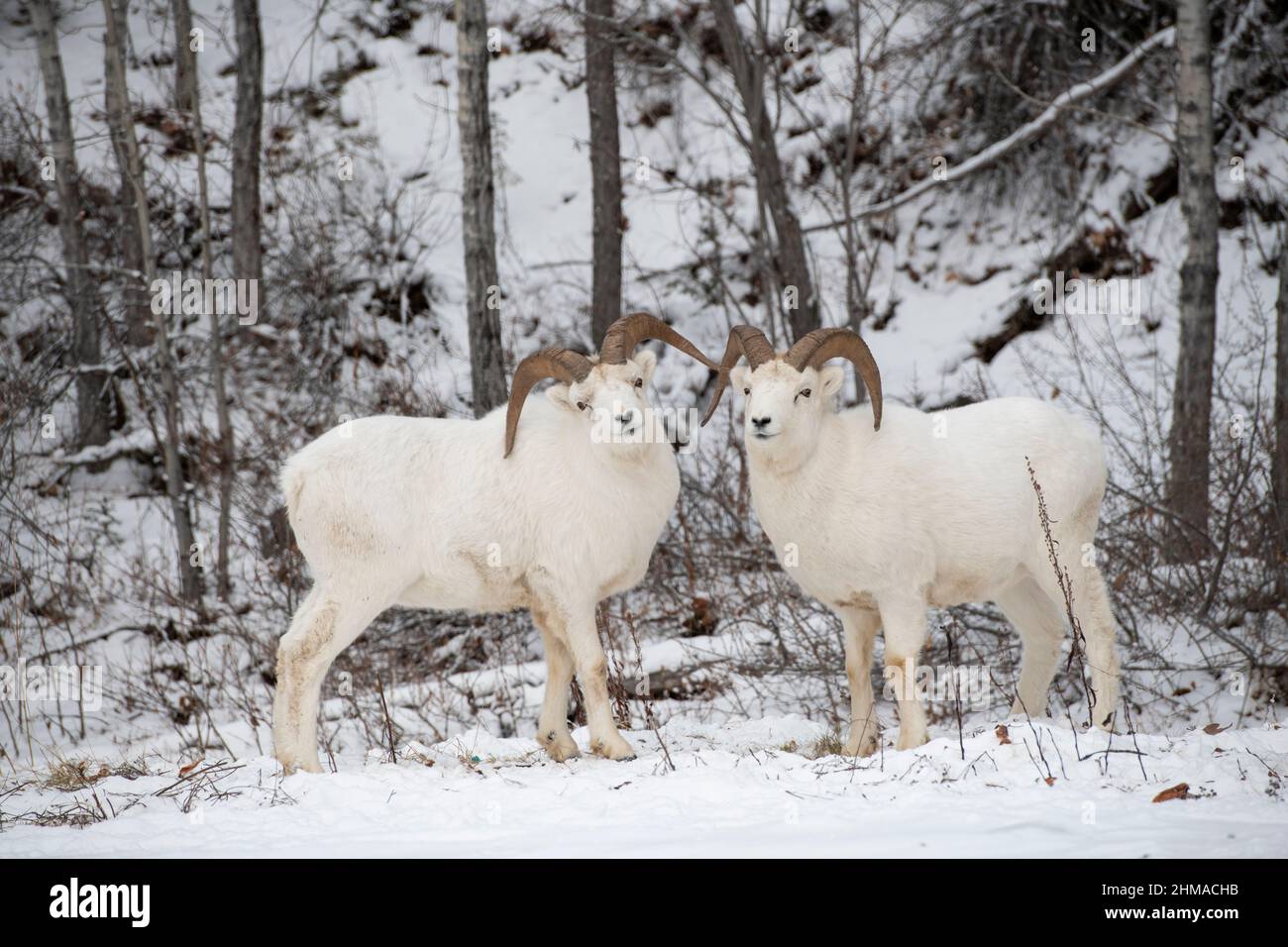 Two dall sheep hi-res stock photography and images - Alamy