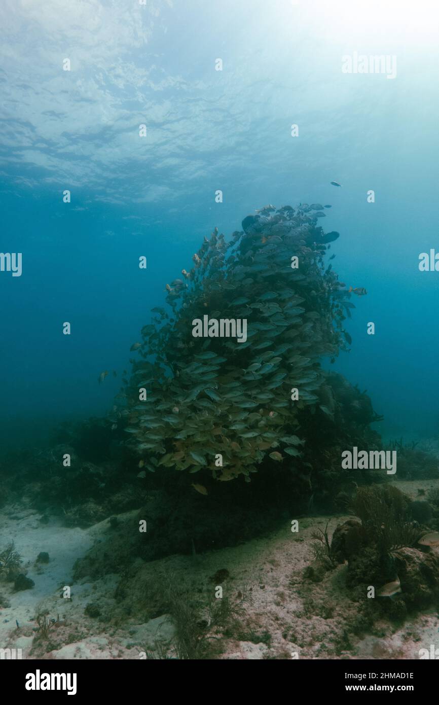 School fish transparent background hi-res stock photography and images ...