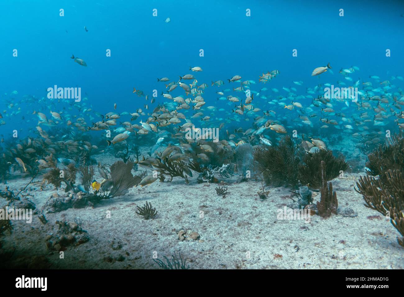 Underwater view with school fish in ocean Stock Photo - Alamy