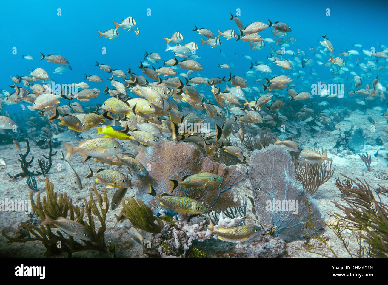 Underwater view with school fish in ocean Stock Photo - Alamy