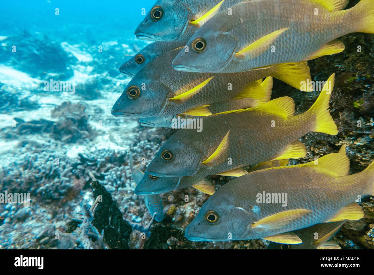 Underwater view with school fish in ocean Stock Photo - Alamy