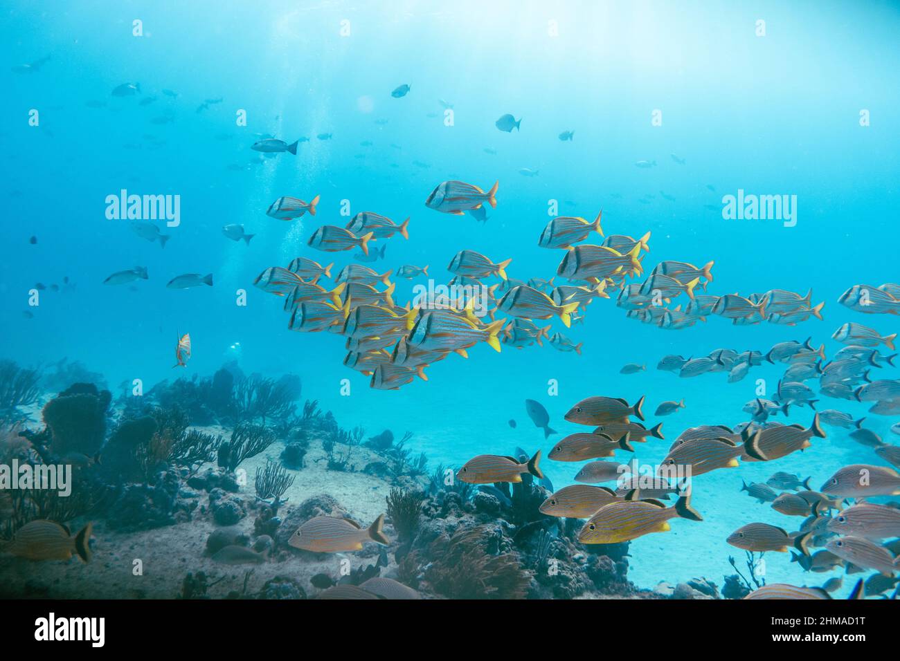 Underwater view with school fish in ocean Stock Photo - Alamy