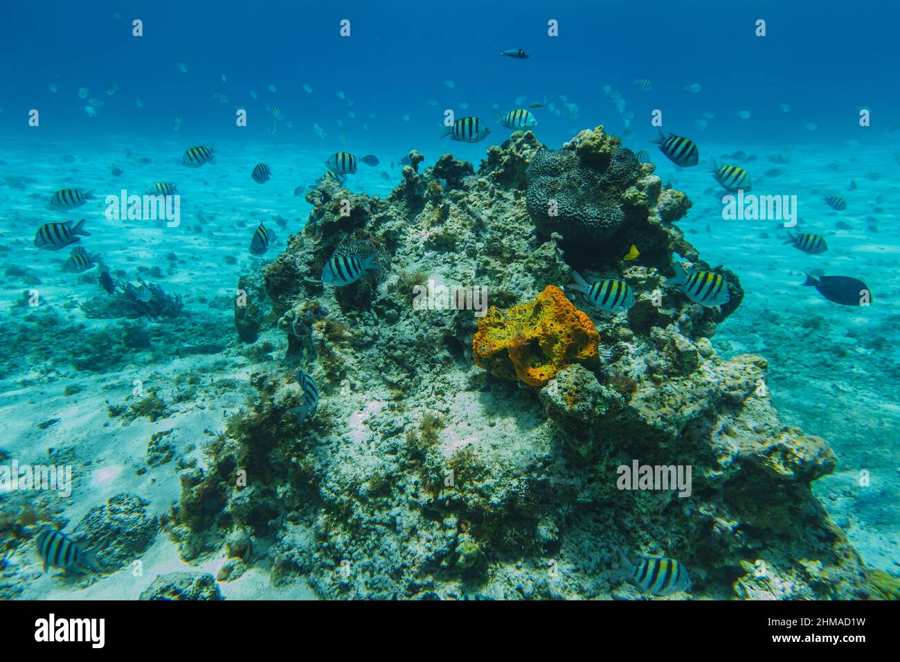 Underwater view with school fish in ocean Stock Photo - Alamy