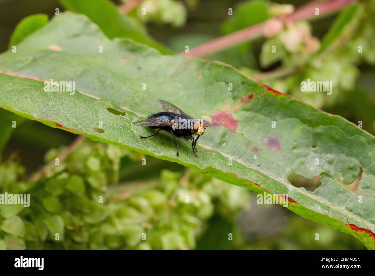 Bluebottle fly head hi-res stock photography and images - Alamy