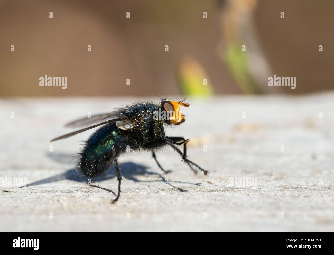 Bluebottle carrion fly (Cynomya mortuorum Stock Photo - Alamy