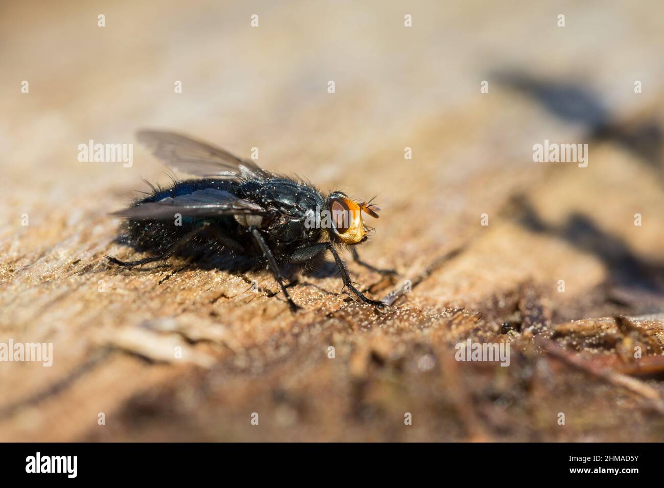Carrion fly hi-res stock photography and images - Alamy