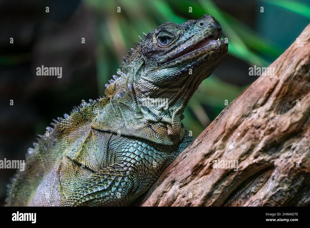 Detail shot of the Amboina sail-finned lizard, Hydrosaurus amboinensis ...