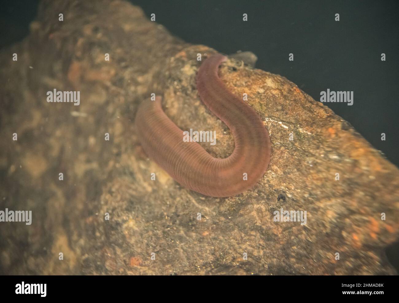 Freshwater leech (Dina lineata) on a river bottom, wild Finland Stock ...