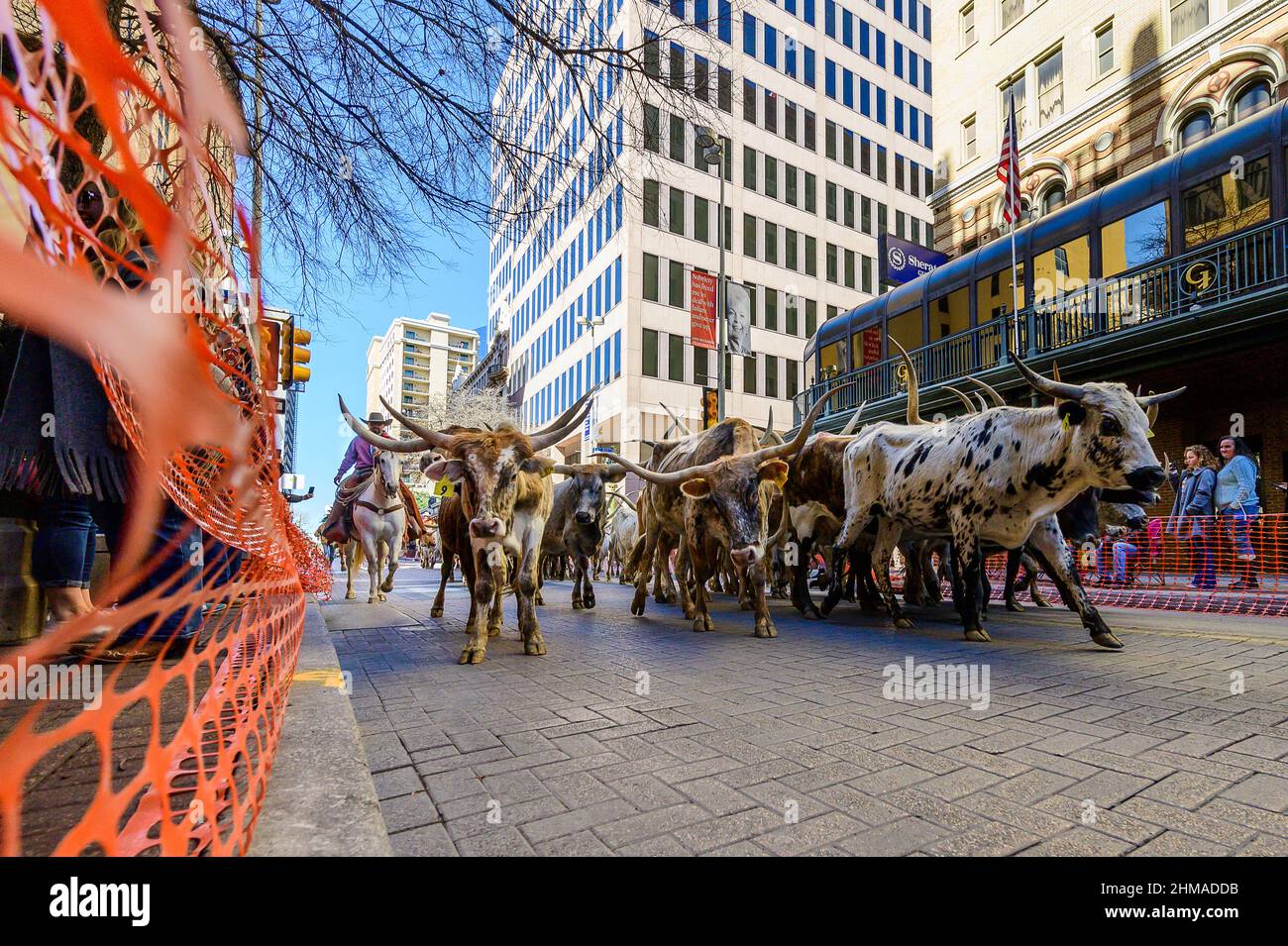 longhorns being herded down e houston street san antonio texas Stock ...