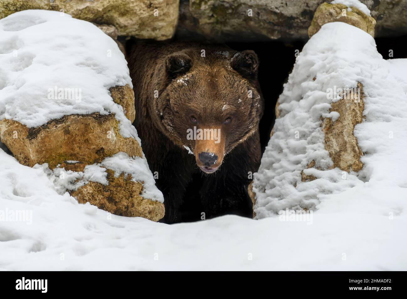 Brown bear (Ursus arctos) looks out of its den in the woods under a ...