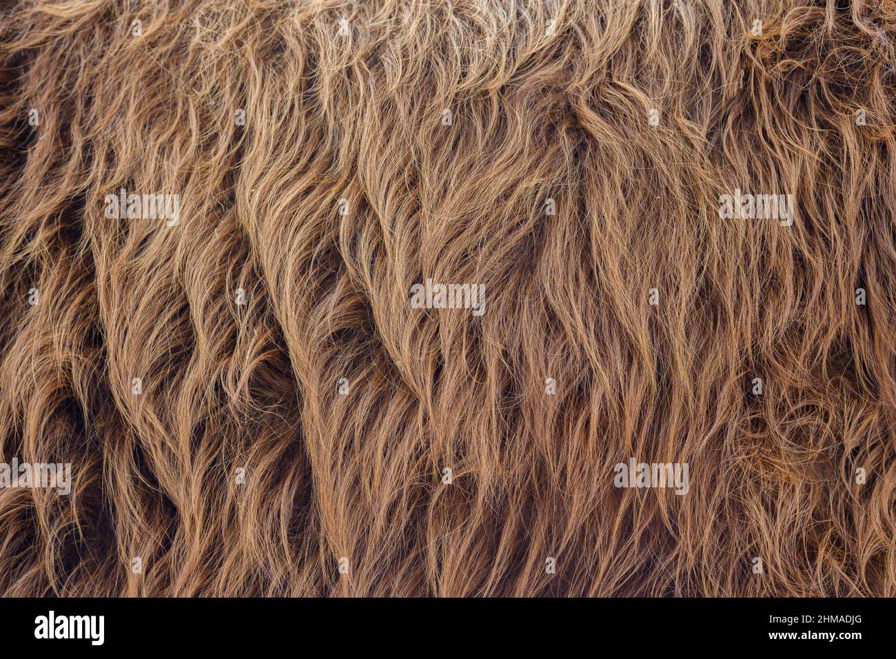 Highland Cattle pattern design. Real fur Skin texture. Animal print ...