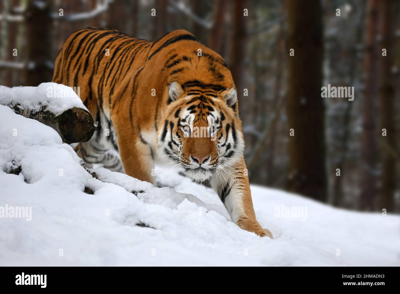 tiger looks out from behind the trees into the camera. Tiger snow in ...