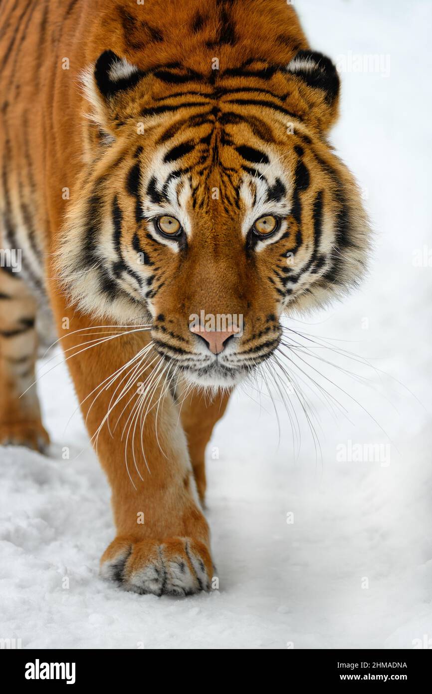 Portrait closeup Adult Tiger in cold time. Tiger snow in wild winter ...