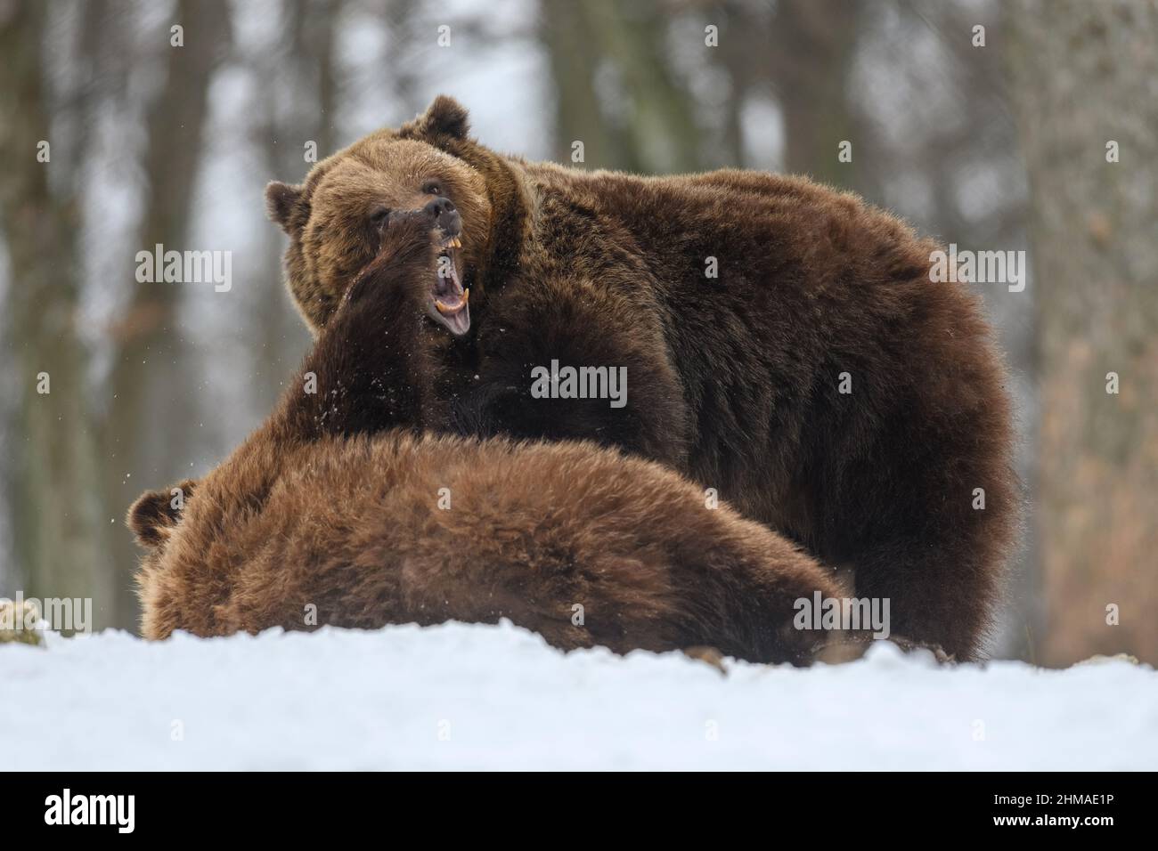 Close-up two angry brown bear fight in winter forest. Danger animal in ...