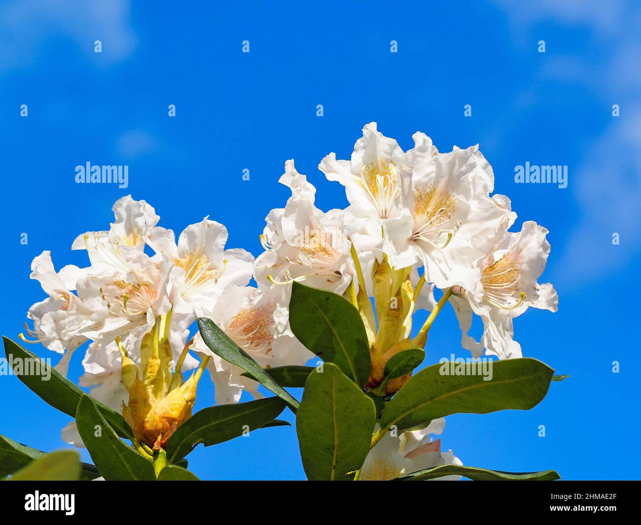 Bottom view blooming flowers hi-res stock photography and images - Alamy