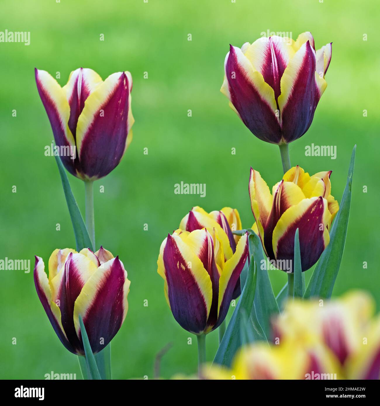 Two tone flowers hi-res stock photography and images - Alamy