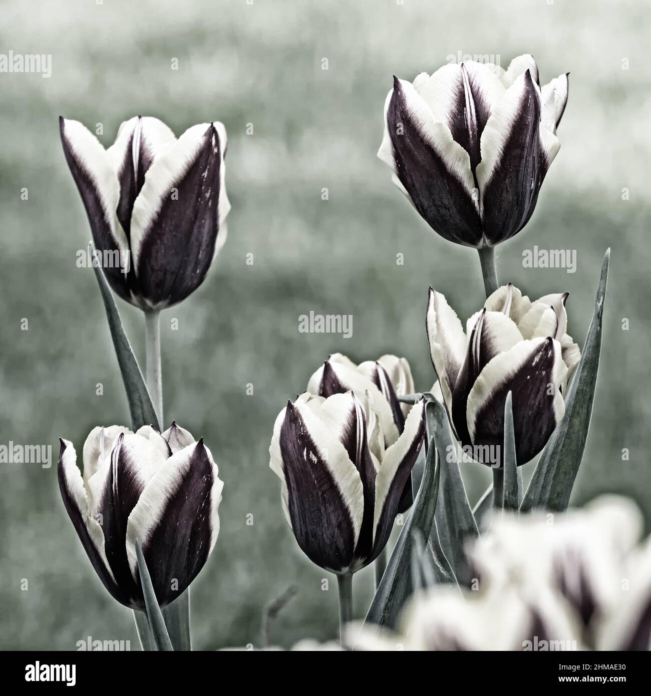 Two tone color flowers hi-res stock photography and images - Alamy