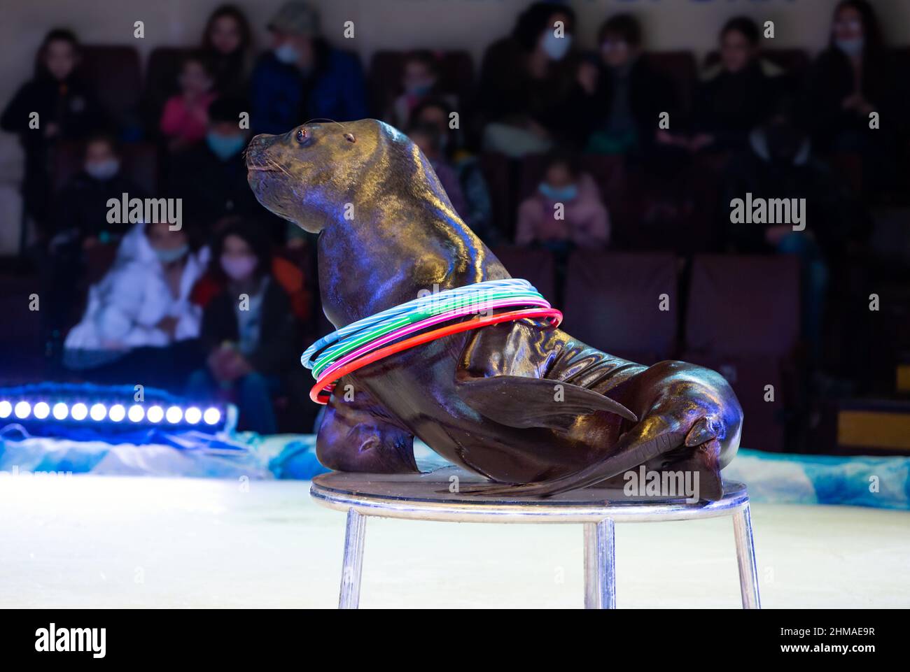 performance of the show in the fur seal circus Stock Photo - Alamy