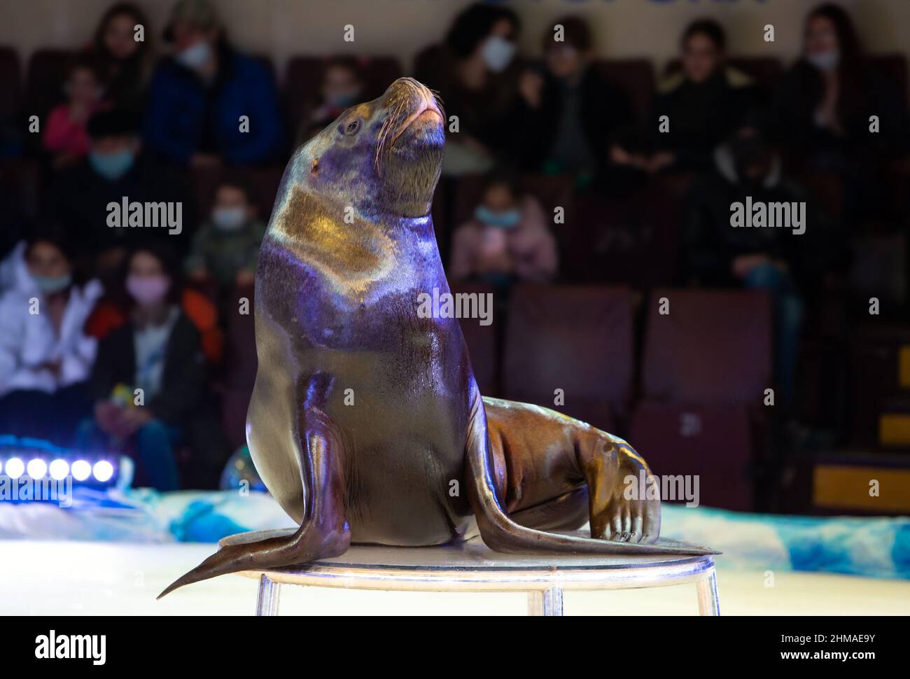 performance of the show in the fur seal circus Stock Photo - Alamy