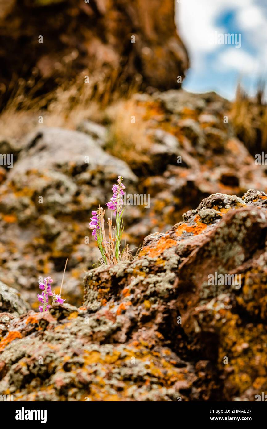 Rock flowers hi-res stock photography and images - Alamy